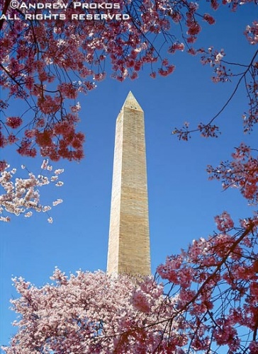 Washington Monument and Spring Cherry Blossoms - Framed Photograph by ...