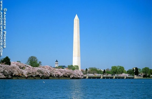 View of the Washington Monument and Tidal Basin in Spring - Fine Art ...