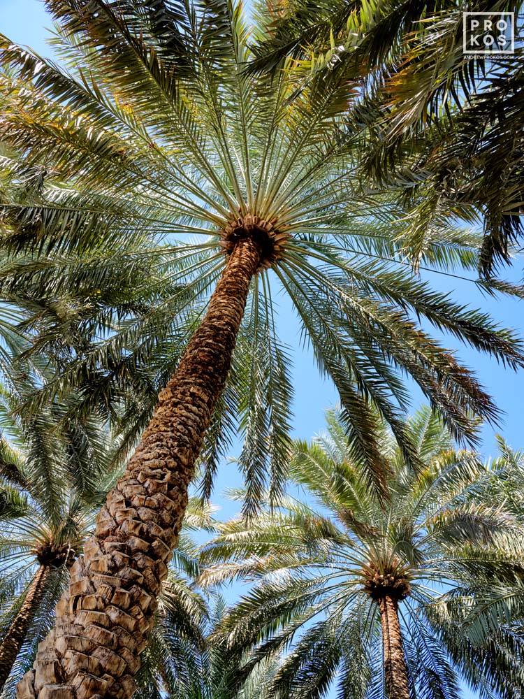 Al Ain Oasis Palms II - Abu Dhabi Photography - PROKOS