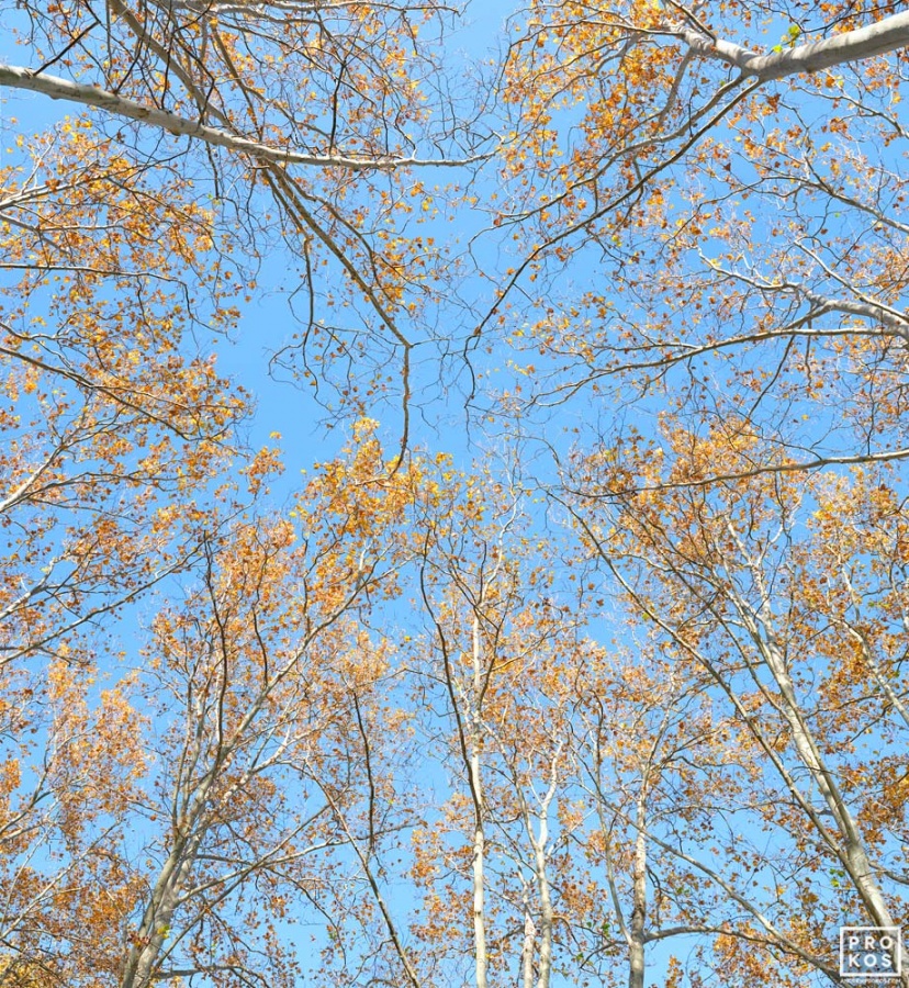 Autumn Treescape #3 - Landscape Photography by Andrew Prokos