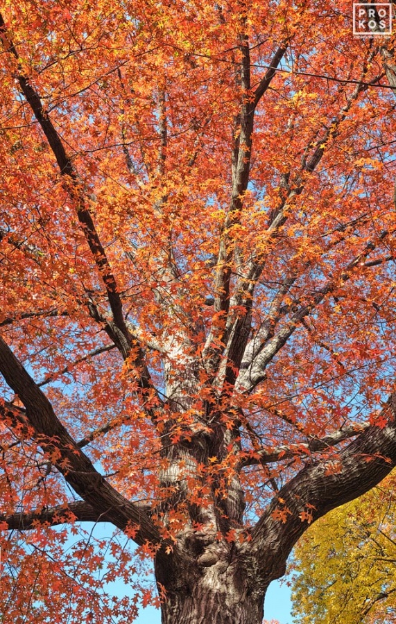 Central Park Photography - Andrew Prokos Fine Art Prints & Photographs ...