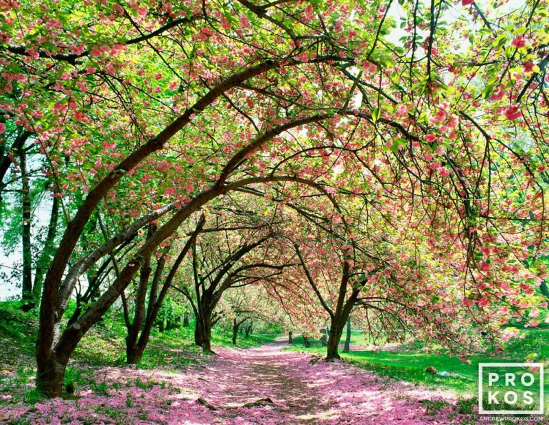 Central Park Photography - Andrew Prokos Fine Art Prints & Photographs