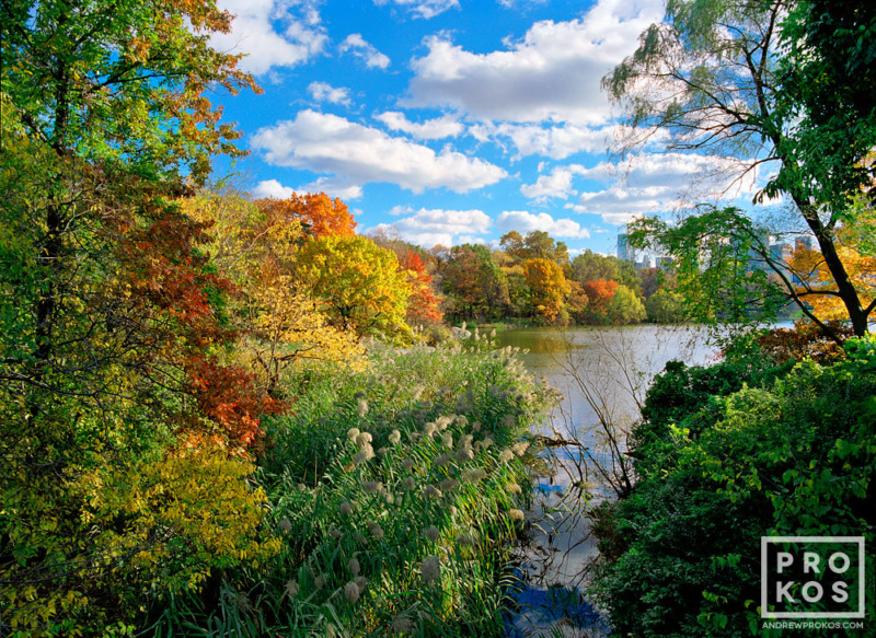Central Park Photography - Andrew Prokos Fine Art Prints & Photographs