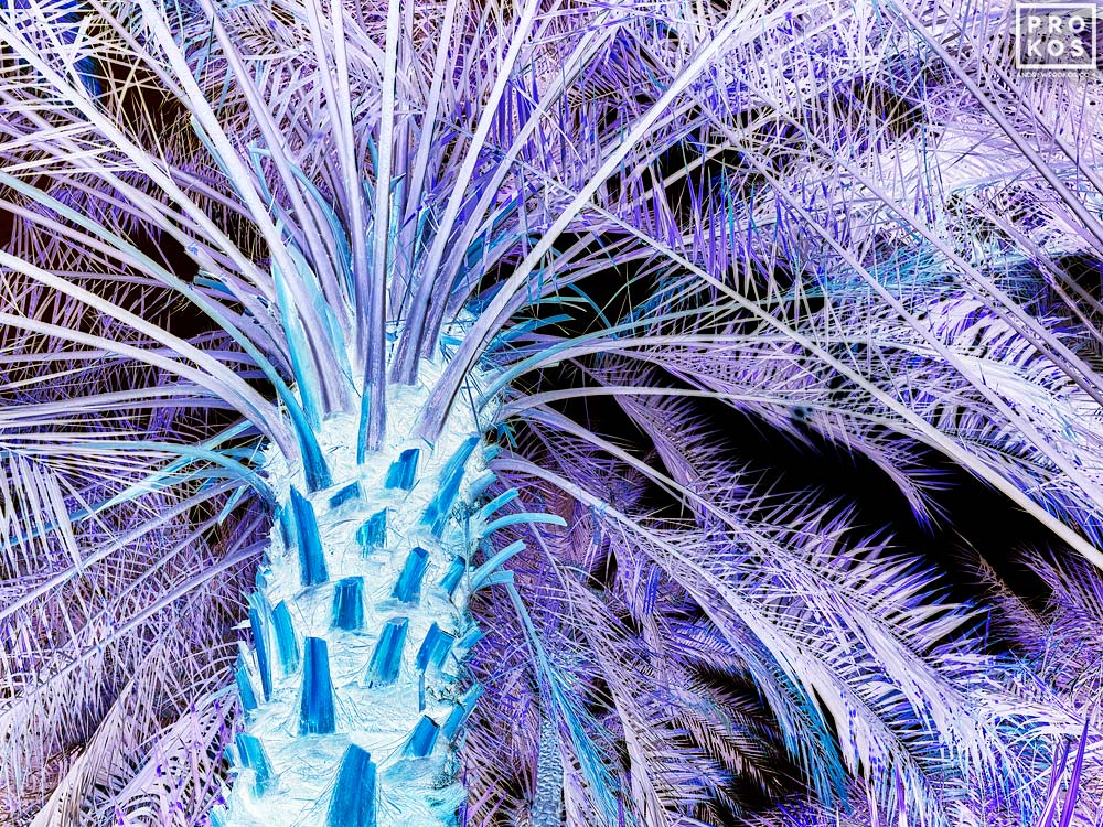 Inverted - Al Ain Palms #2 - Framed Photograph by Andrew Prokos