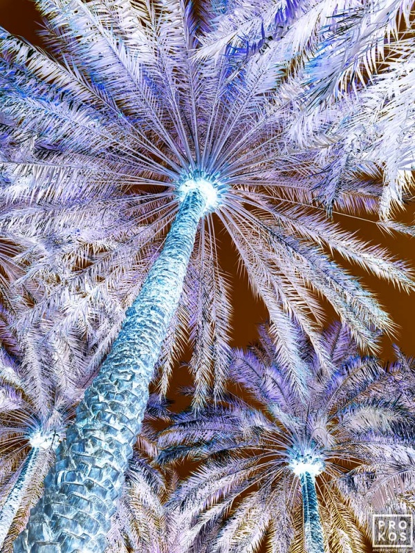 Inverted - Al Ain Palms #1 - Framed Photograph by Andrew Prokos