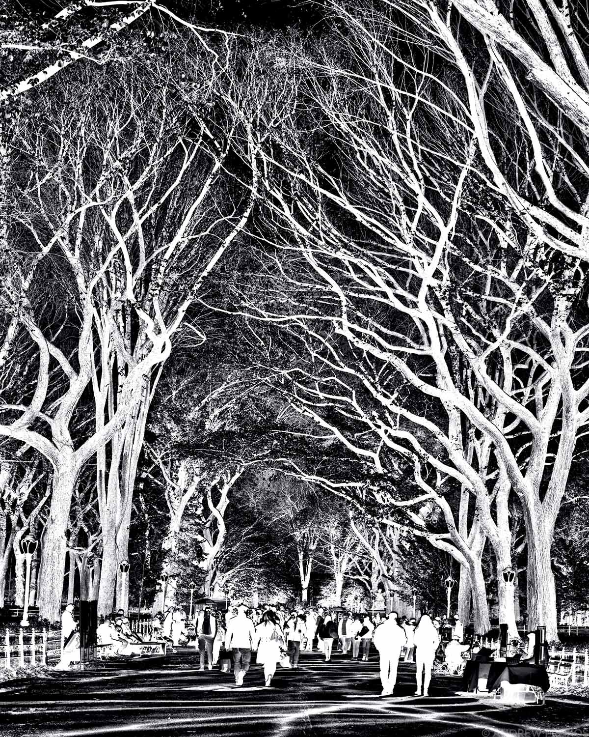 Inverted - Negative-Image B&W Photo Series by Andrew Prokos