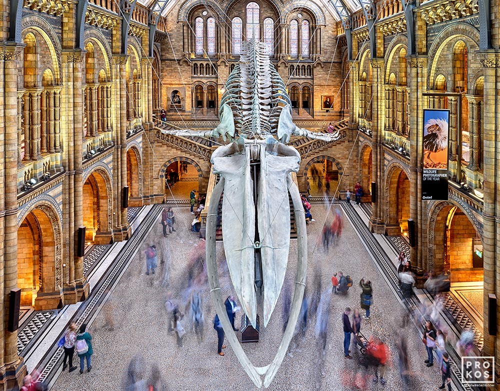 Flux Naturalis (Natural History Museum) - Long-Exposure Photography by ...