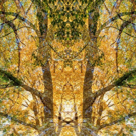 Sylvan Landscapes - Abstract Photography Series by Andrew Prokos