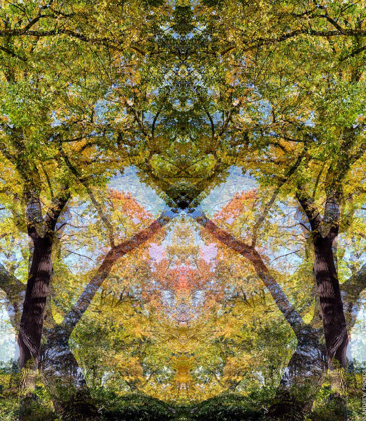 Simple Tree Landscape Photography 5 Easy Rules For Great Landscape