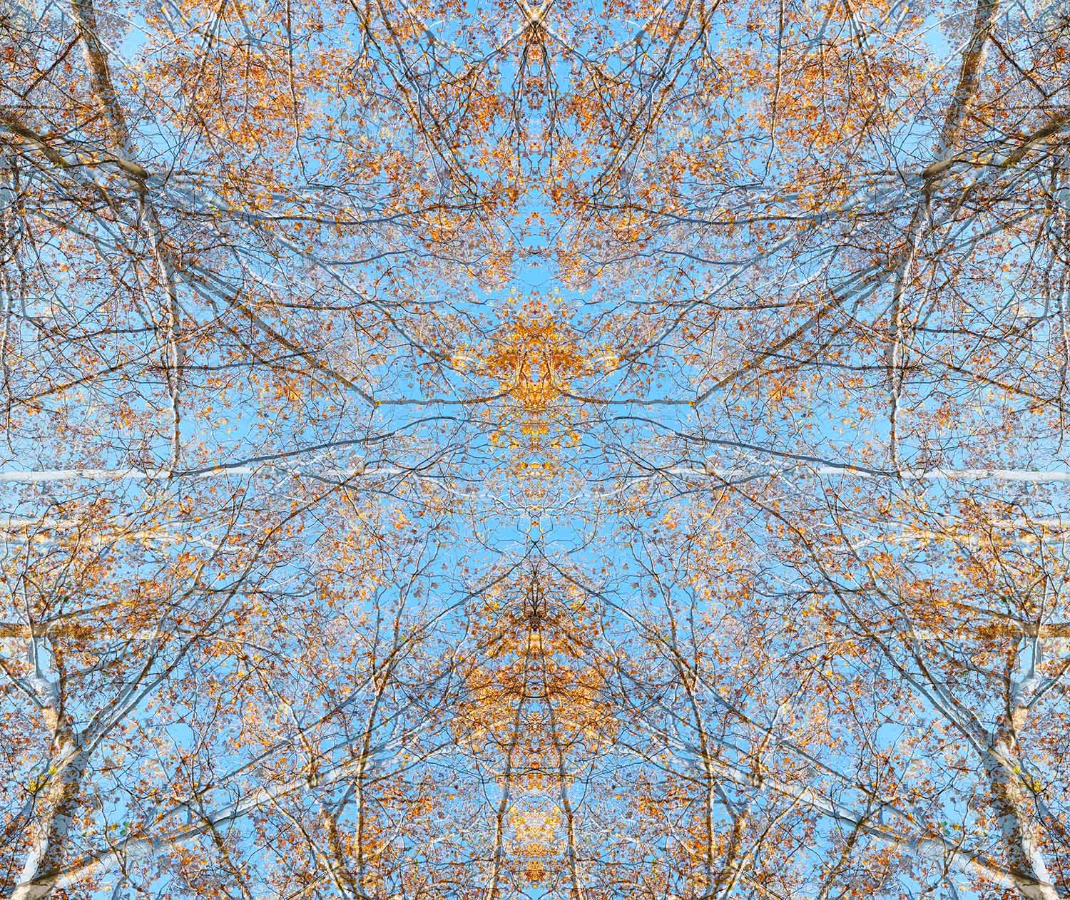 Sylvan Landscapes - Abstract Photography Series by Andrew Prokos