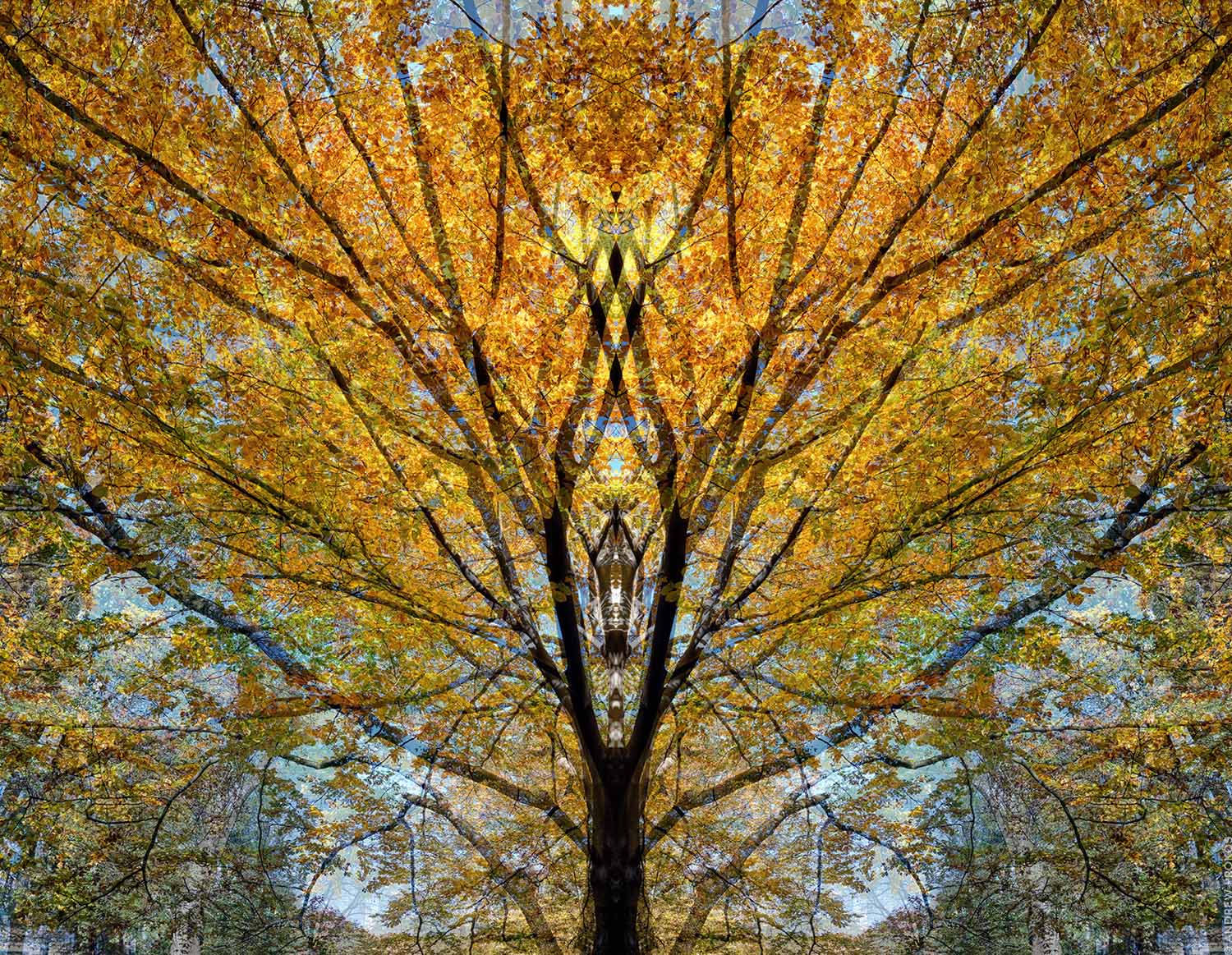 Sylvan Landscapes - Abstract Photography Series by Andrew Prokos