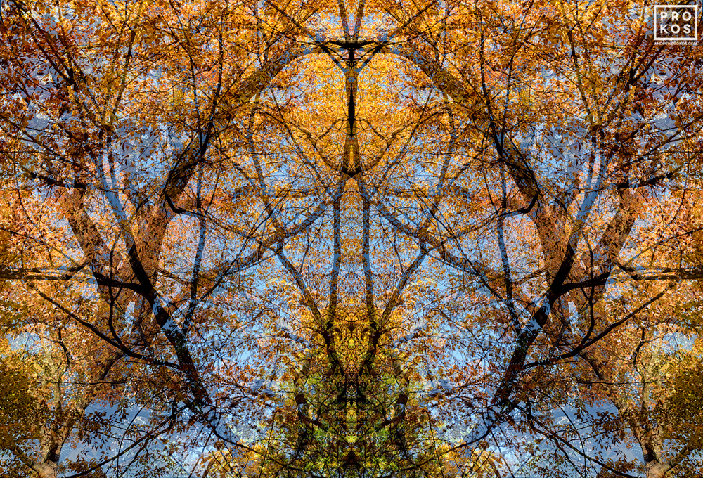 Sylvan Landscapes - Abstract Fine Art Photographs by Andrew Prokos
