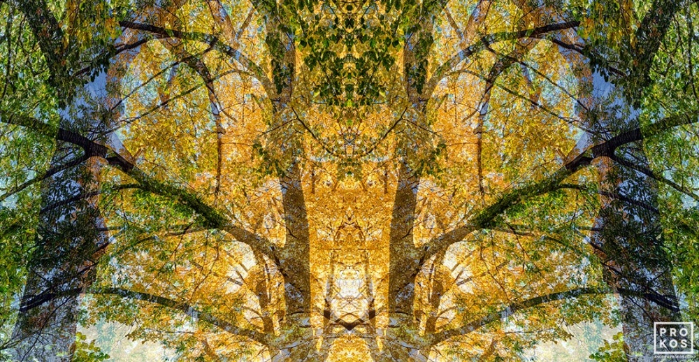 Sylvan Landscapes - Green & Gold (Maple, Linden & Oak) - Framed ...