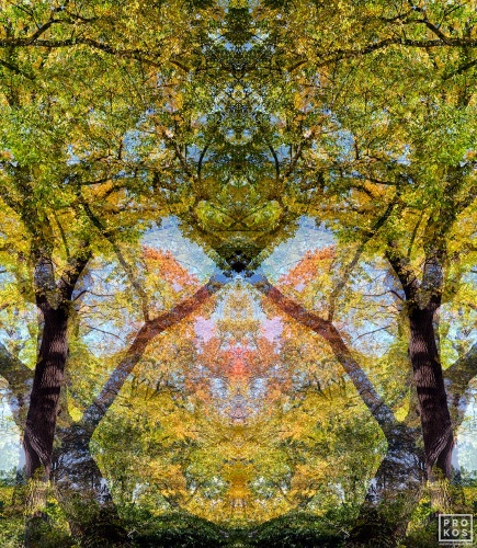 Sylvan Landscapes - Heart's Desire (Elm & Oak) | Fine Art Photograph ...
