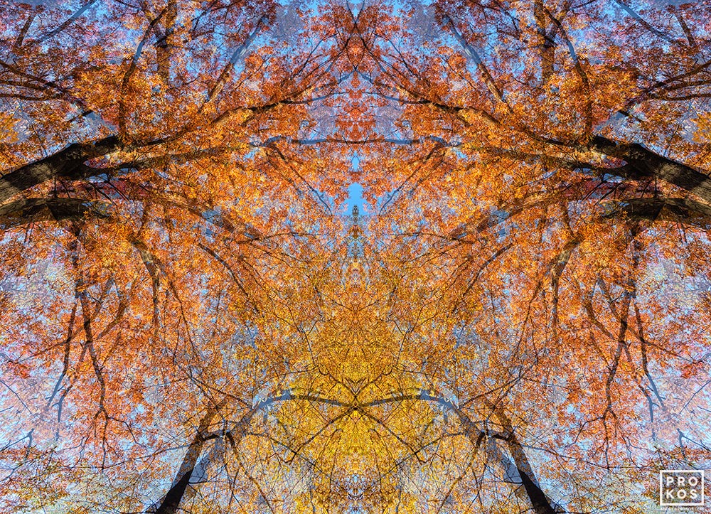 Sylvan Landscape #1 - Framed Photograph by Andrew Prokos