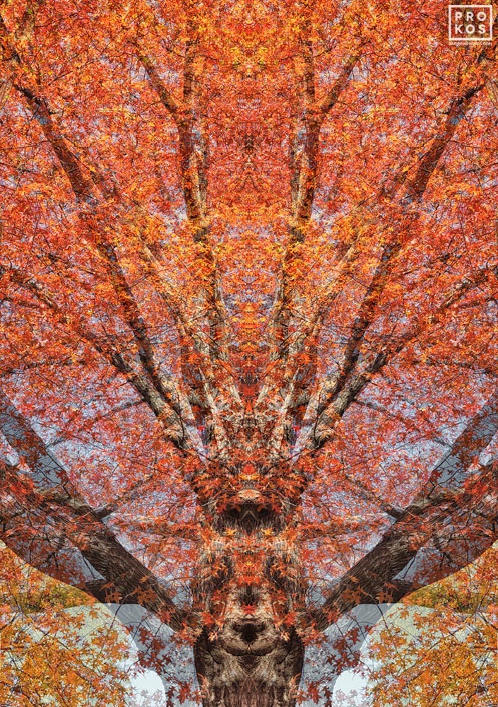 Sylvan Landscapes - Abstract Fine Art Photographs by Andrew Prokos